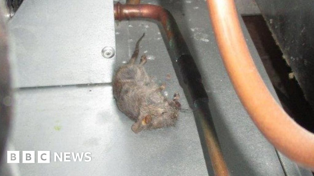 Liverpool Thai restaurant's owners fined after dead mice found - BBC News