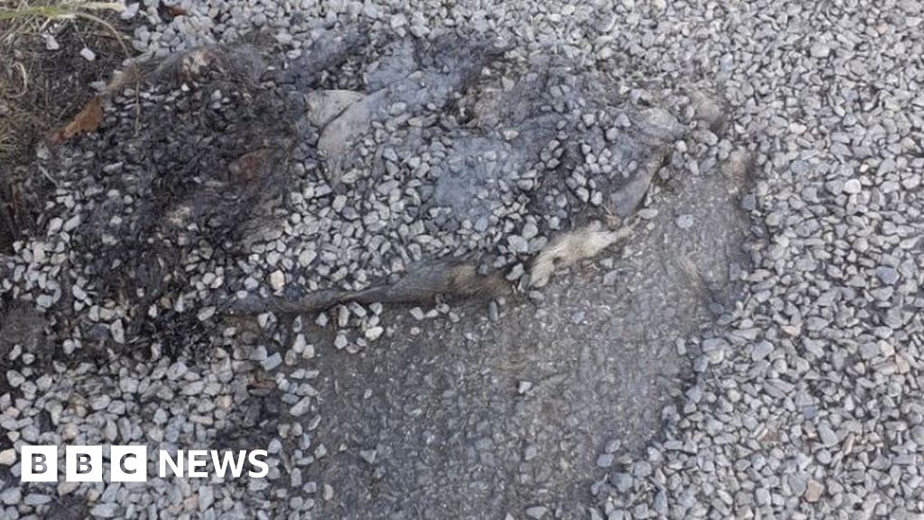 Dead badger tarred over by road contractors near Ballynahinch