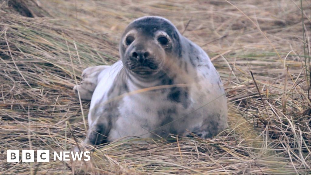 Grey seal births hit record high at Norfolk nature reserve