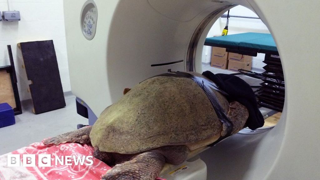 Brain-damaged turtle travels to London for CT scan - BBC News