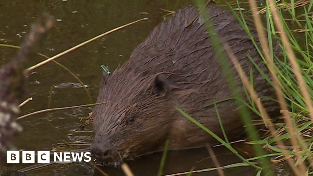 The Benefits Of Beavers Bbc News