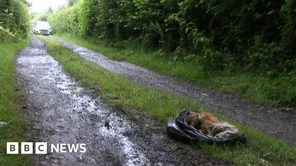 Dead fox left outside home of anti-hunting former MP - BBC News