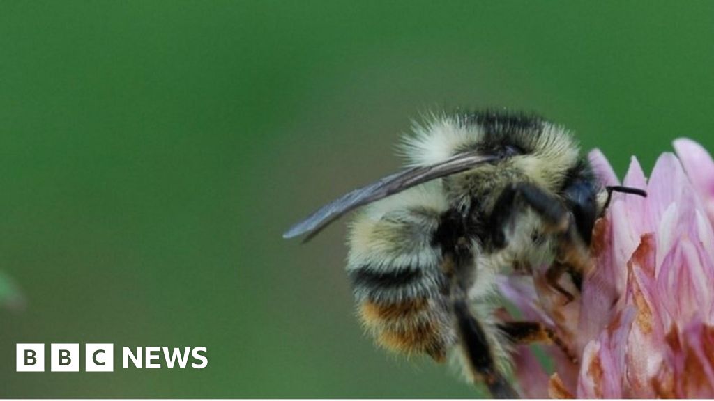 Yeovil hay meadow foraging ground boost for rare bees - BBC News