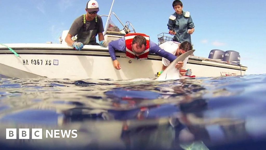 Watch scientists getting close to a tiger shark