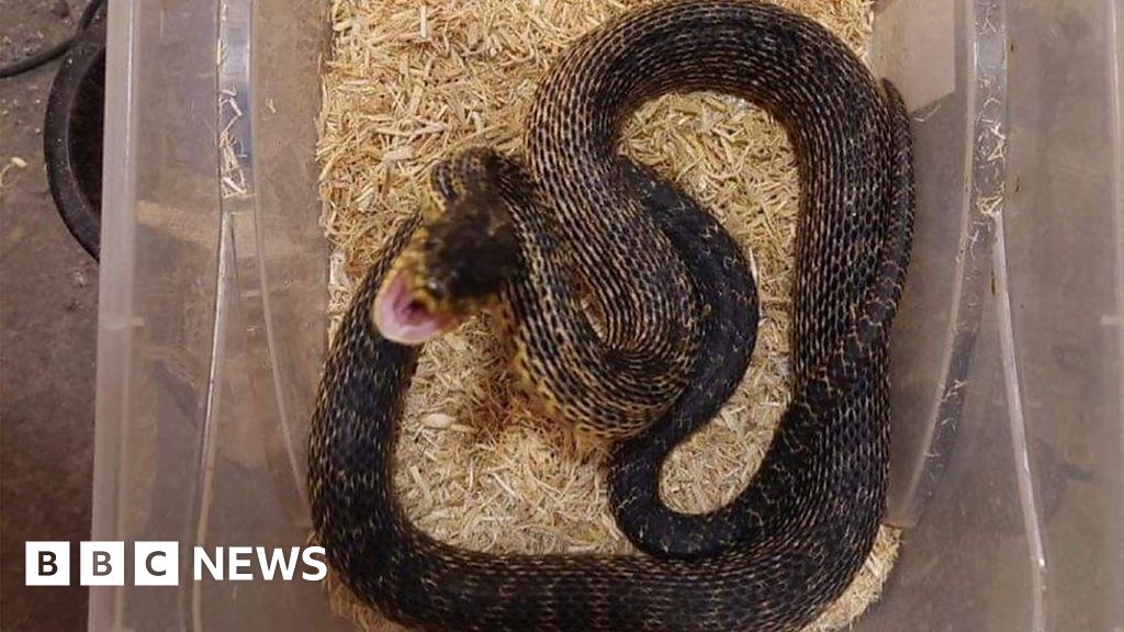 Sherborne family documents moment they find large snake in garden - BBC ...