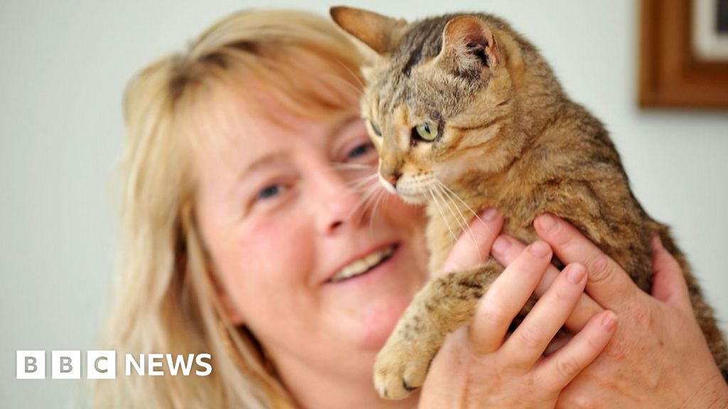 Missing cat back with Port Talbot family after eight years - BBC News