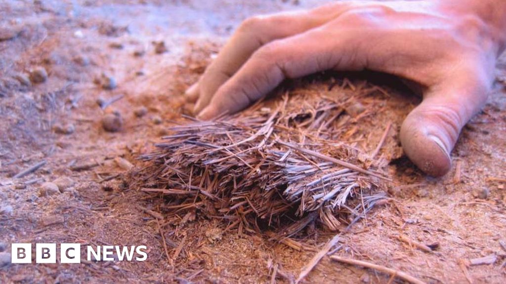 Prehistoric porridge? First pots for plant cooking found - BBC News