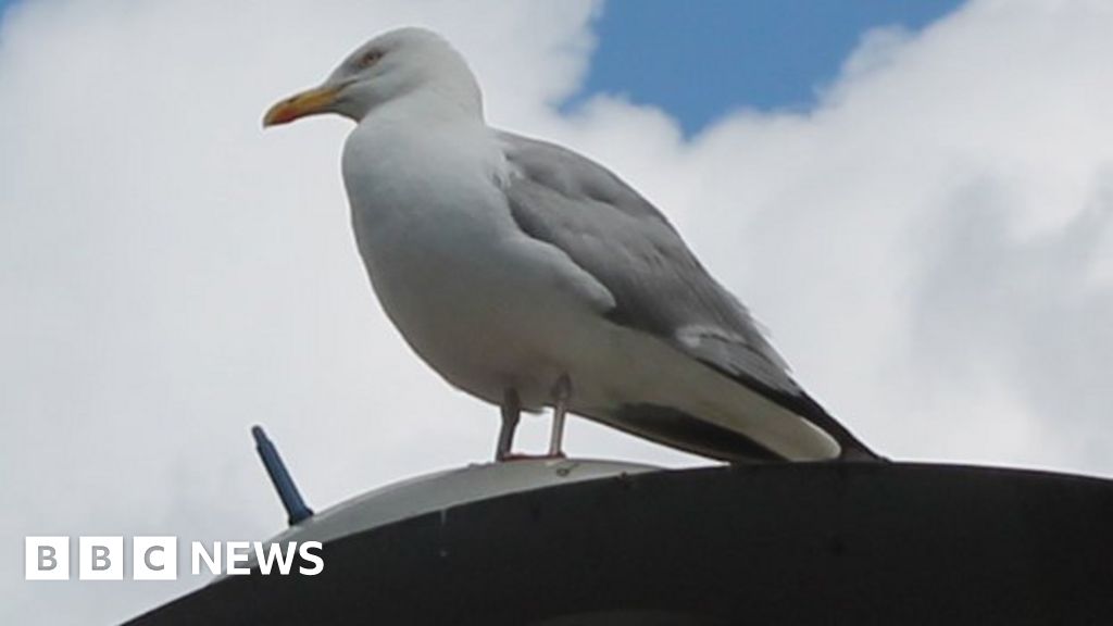 'Under siege' Truro pins hopes on anti-gull paint - BBC News