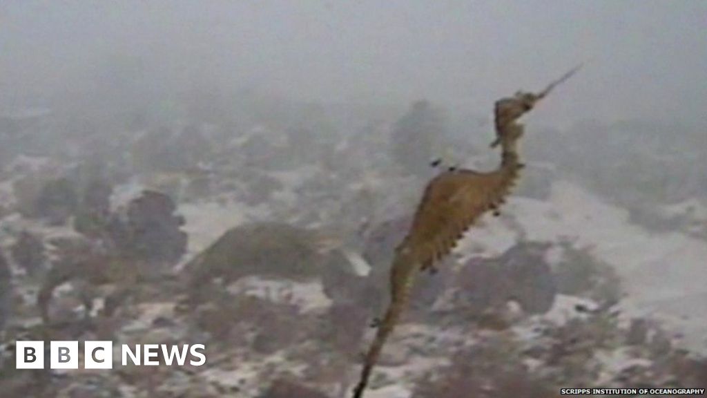 Ruby seadragon filmed for first time - BBC News