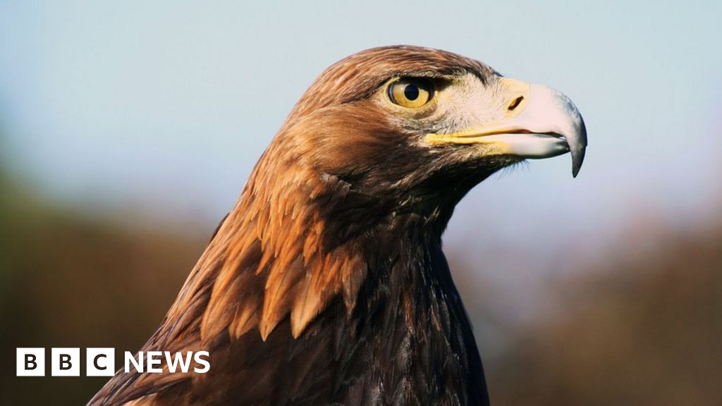 Lottery pledge to aid golden eagles in Scottish borders - BBC News