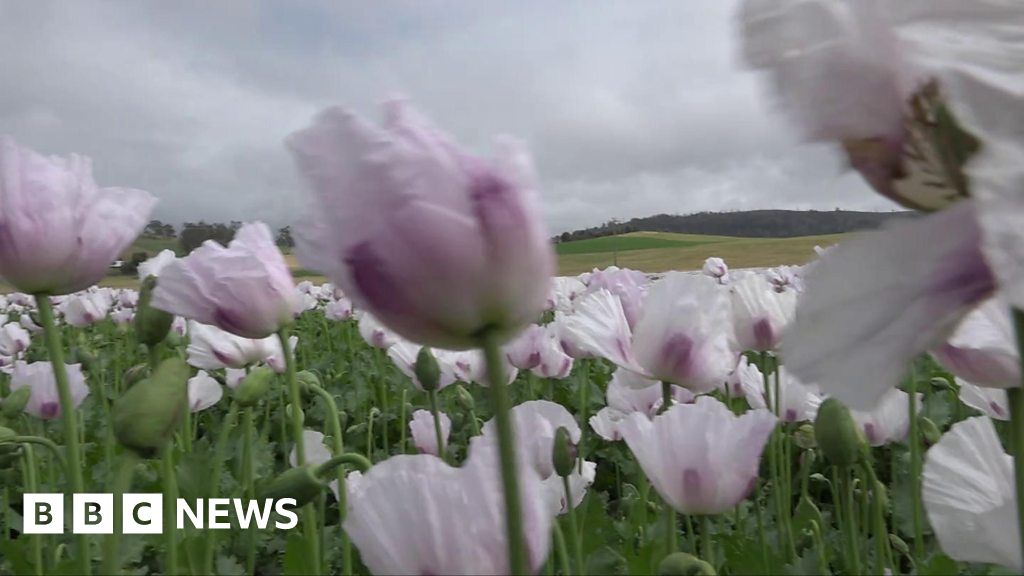 Poppy farms: How the global opioid crisis is biting Australia