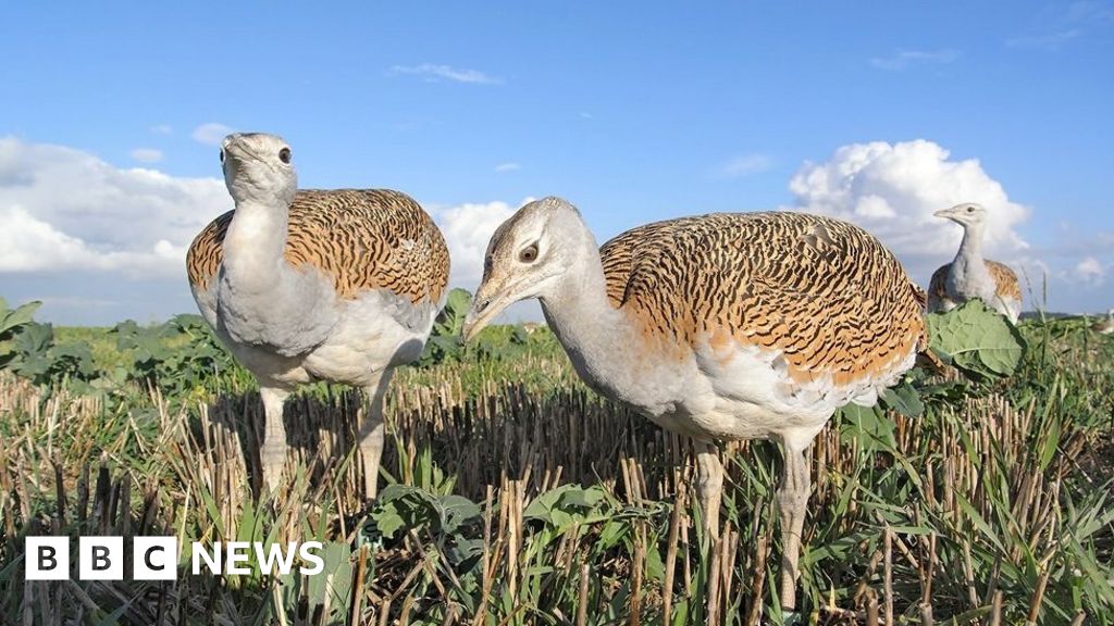 Last imported great bustard chicks released in Wiltshire