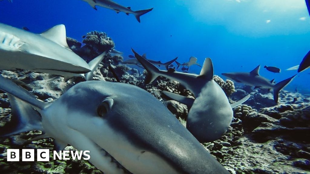 Conservation: Reef sharks are in major decline worldwide - BBC News