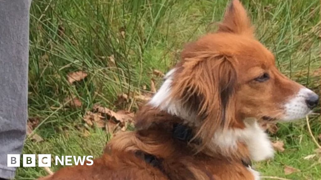Dog rescued from ledge 50ft above Swansea quarry - BBC News