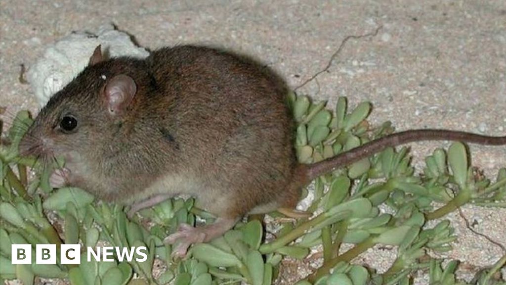 Bramble Cay melomys: Climate change-ravaged rodent listed as extinct