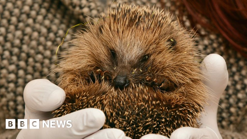 Yate Hedgehog Rescue workers 'manic' and 'at capacity'