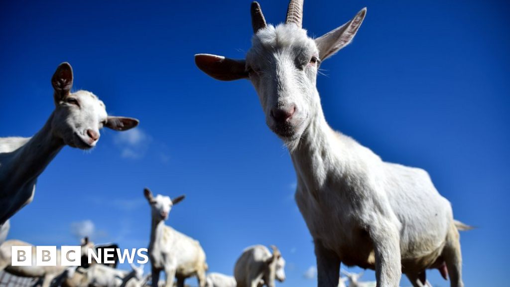 Feral goats bring havoc to New Zealand town - BBC News