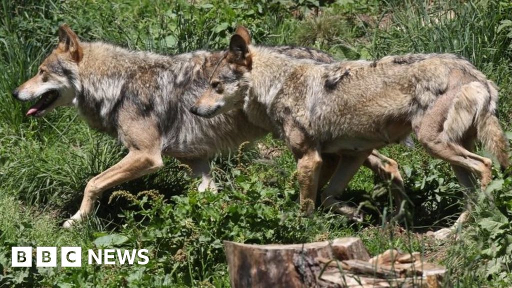 France to let wolf population grow despite farmers' fears - BBC News