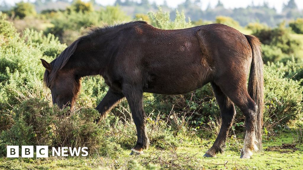 Feeding New Forest ponies still a fineable offence - BBC News