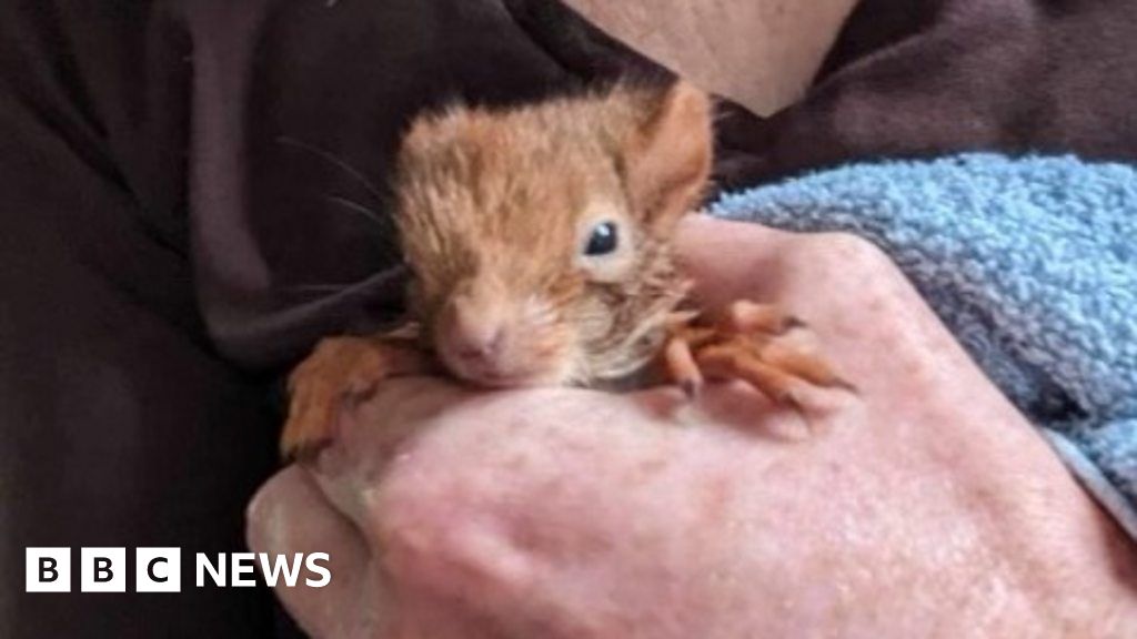 Rescued red squirrel now 'living his best life' - BBC News