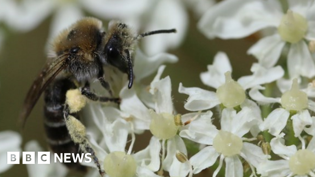 Bees: Twenty one species in NI 'at risk of extinction'