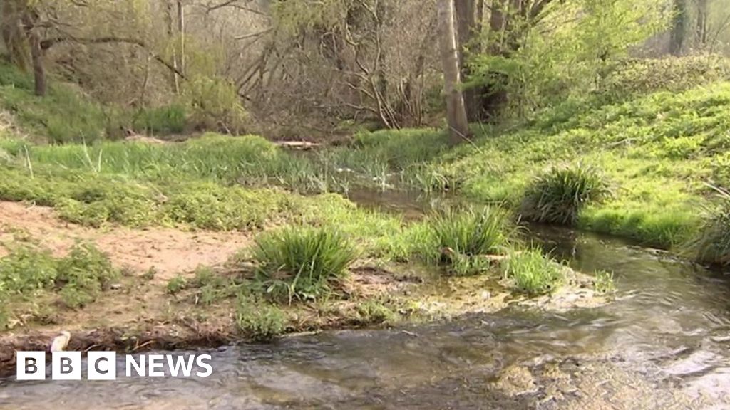 Dried-up river revived to help rare wildlife - BBC News