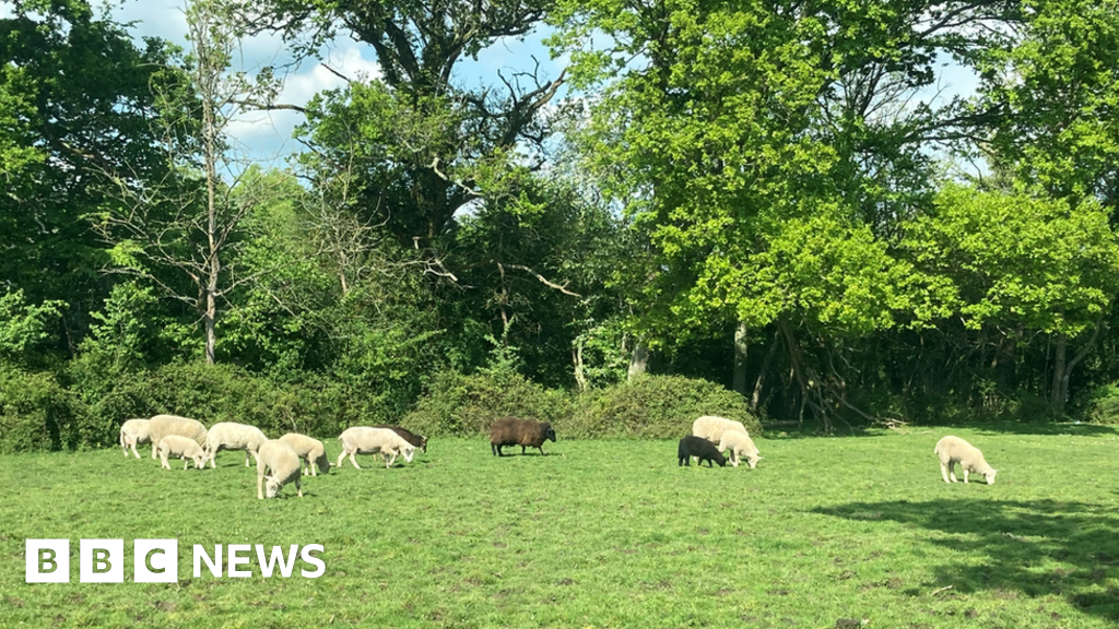 Sheep killed and injured in New Forest farm attack - BBC News