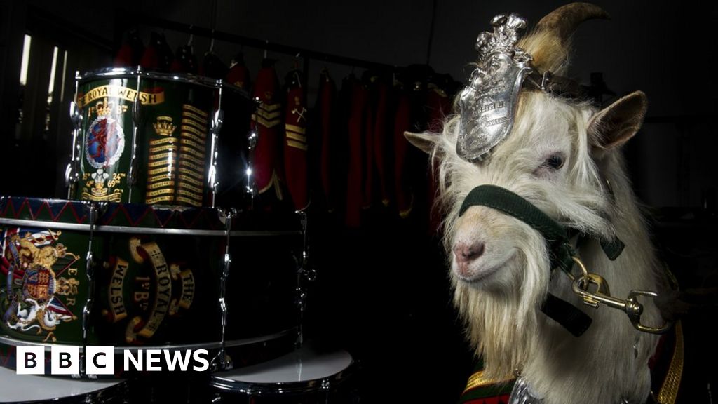 Royal Welsh appoints new regimental goat Fusilier Llywelyn - BBC News