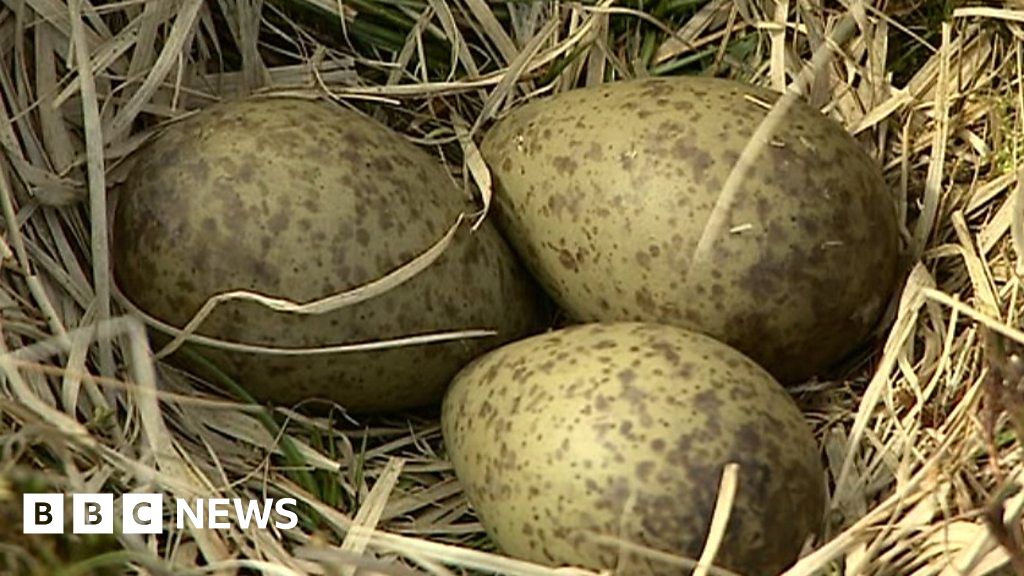 Shell shock: Electric fences protect curlew eggs - BBC News
