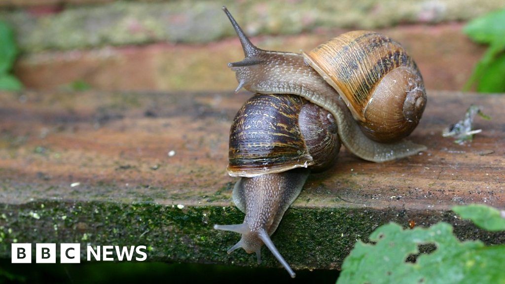 Has Jeremy the 'lefty' snail found love? - BBC News