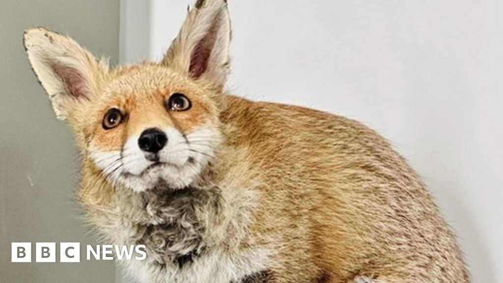 Gosport fox found with plastic around neck 'doing well' - BBC News