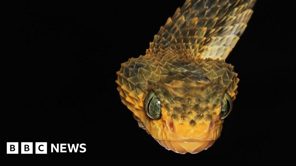 Face to face with DR Congo's deadly vipers - BBC News