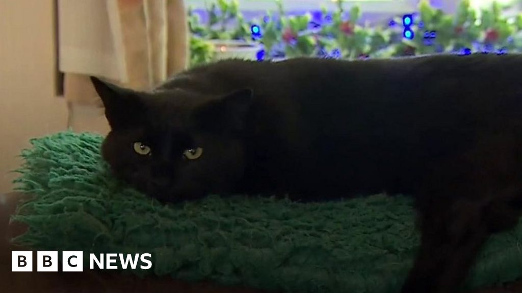 Cat shot in face named 'pet survivor of the year'