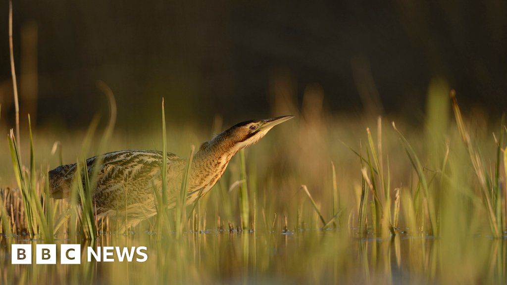 Rare bittern population booming with record high numbers - BBC News