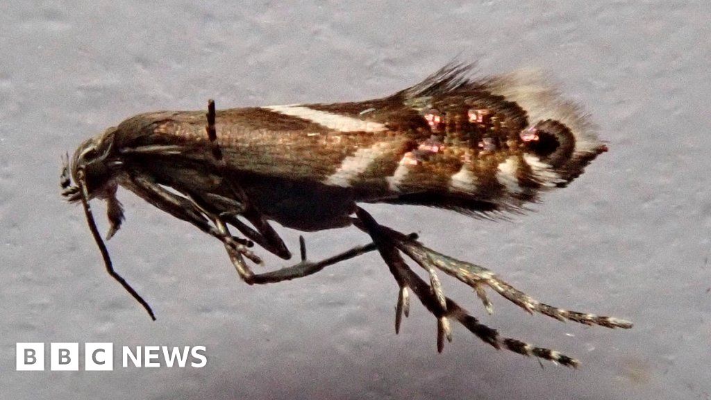 Rare moth found in Edinburgh's Holyrood Park - BBC News