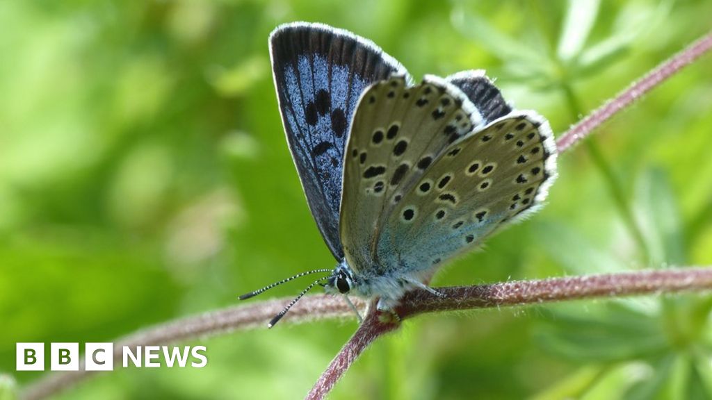 Previously extinct large blue butterfly has 'best UK summer' - BBC News