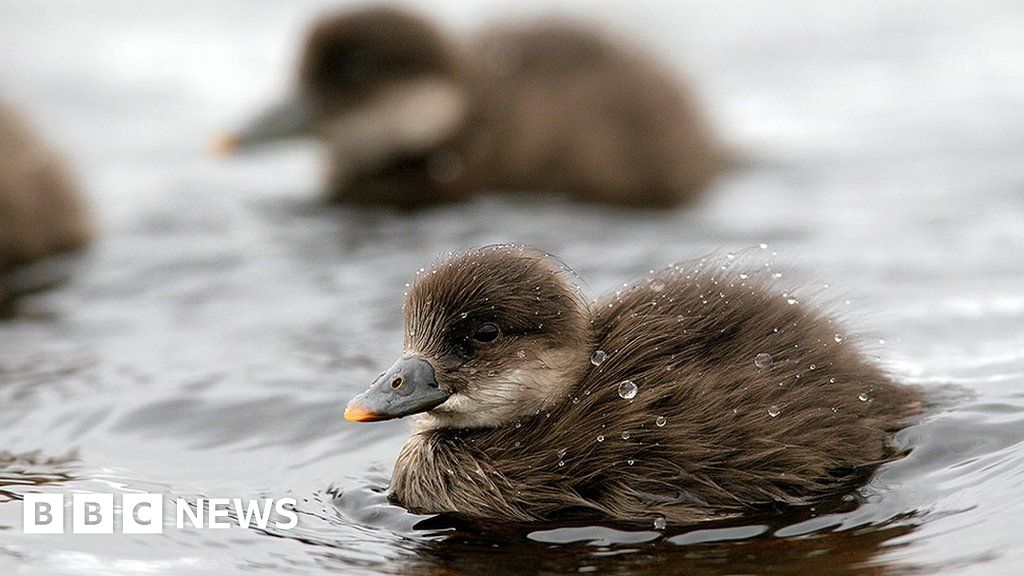Clue to demise of rare common scoter ducks - BBC News