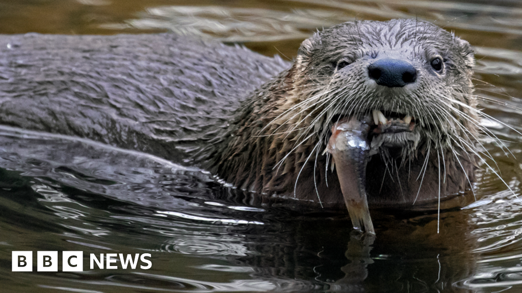 Little Bowden: Appeal after otter caught in snare dies - BBC News