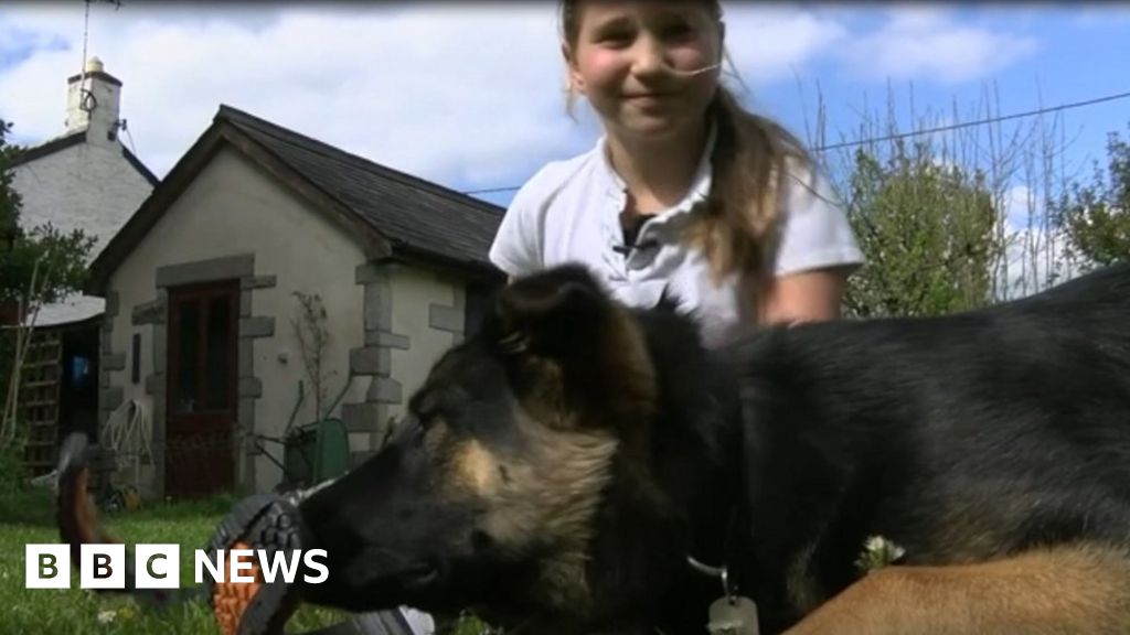 Police pup's special relationship with Exeter girl, 8 - BBC News