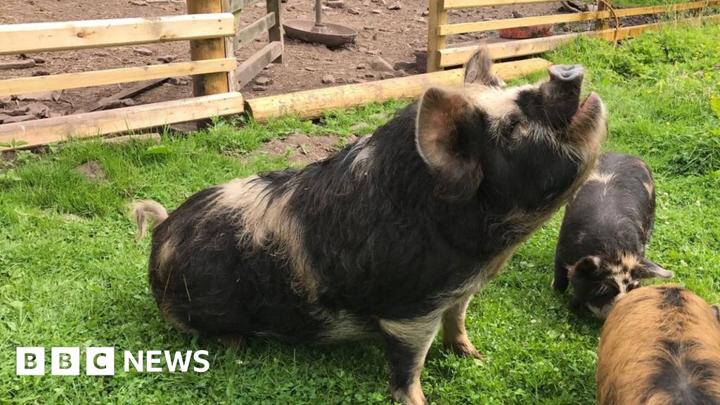 Heol Senni company's pig walks in Brecon Beacons