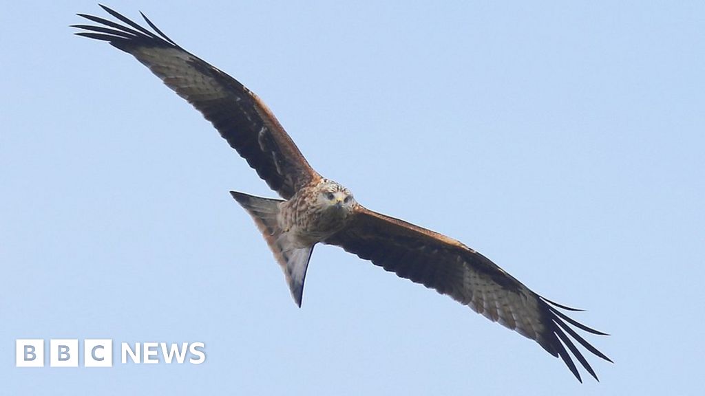 Red Kites in Derbyshire: 'Cracking bird' is first for 150 years - BBC News