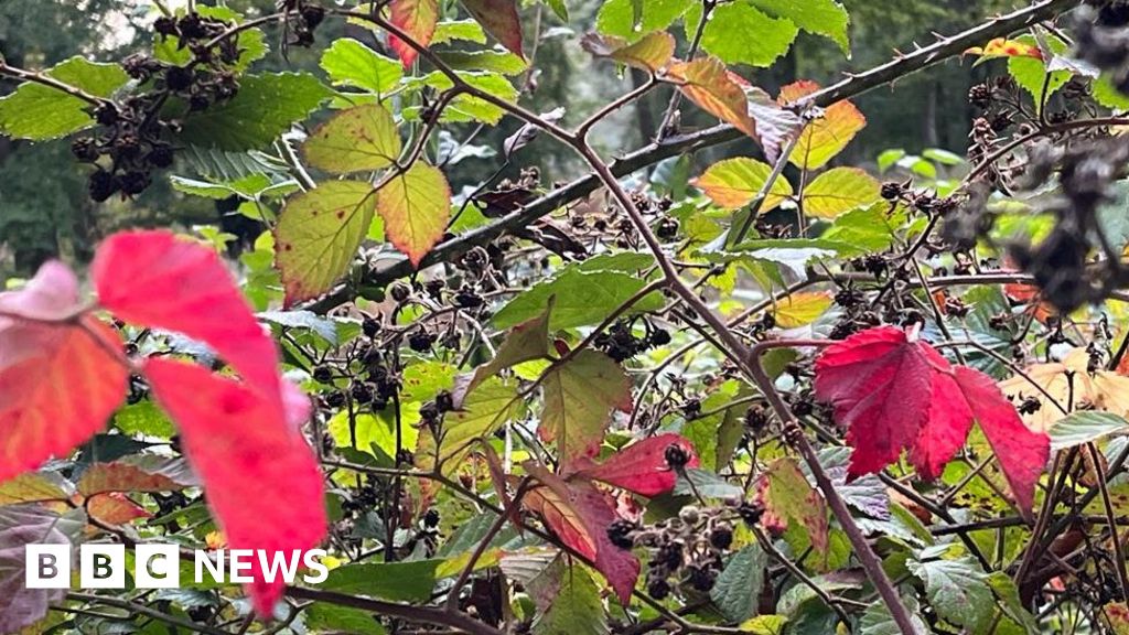 Intensity of autumn colours boosted by warm September - BBC News