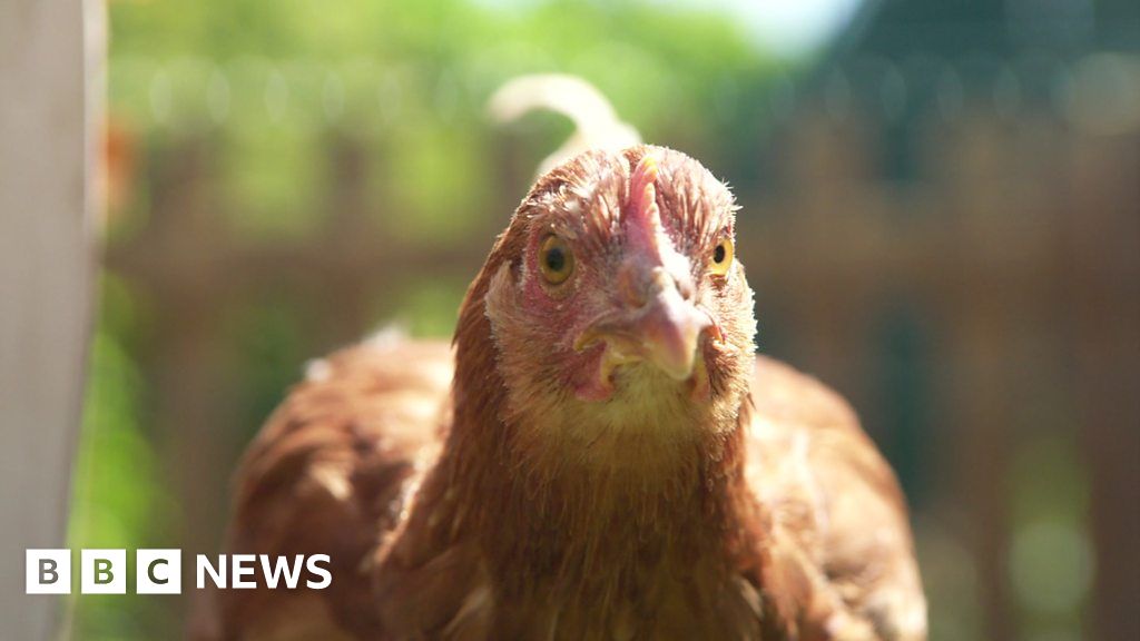 Teacher's peck: Meet the pupils rearing chickens in London