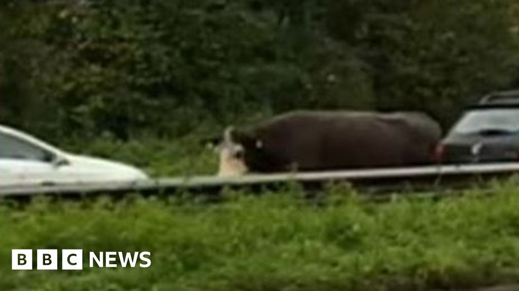 Cow 'on the loose' on Totton dual carriageway - BBC News