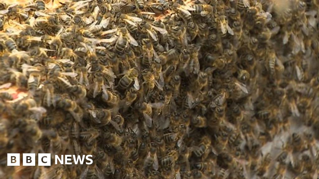 Buzzing bees' sounds studied by Cardiff University experts - BBC News