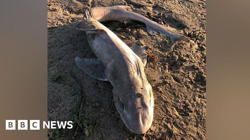 Smoothhound shark washes up on Newton beach, Porthcawl - BBC News