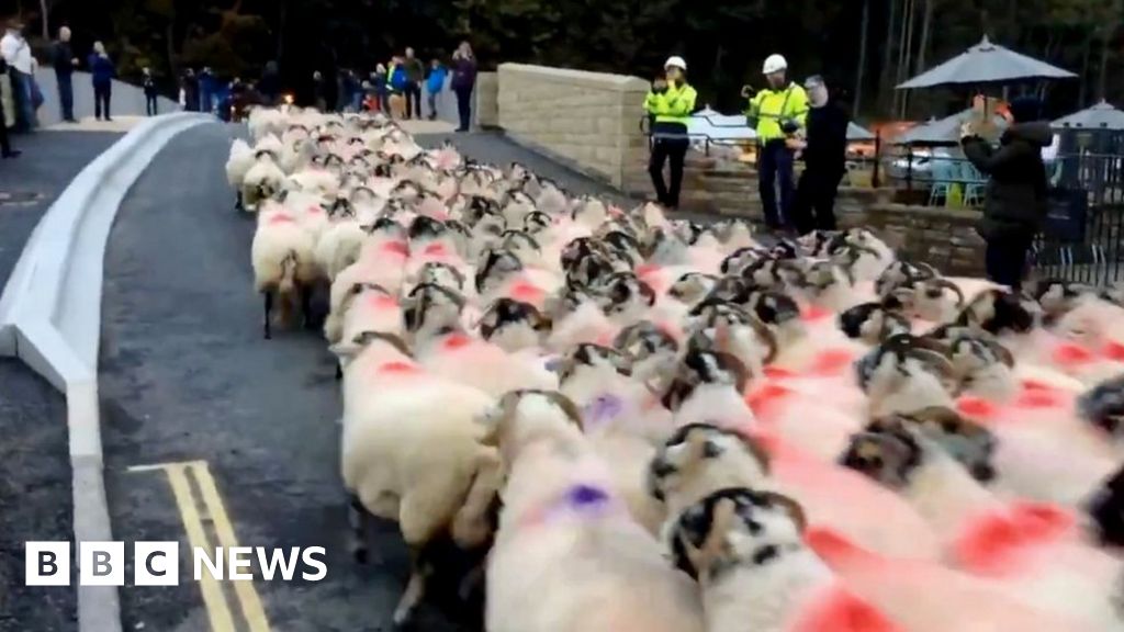 New Pooley Bridge opened with sheep crossing - BBC News