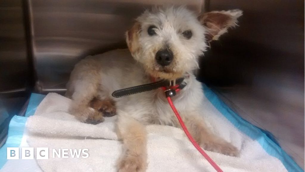 Stoke-on-Trent couple's pet ban after dog's leg amputated - BBC News