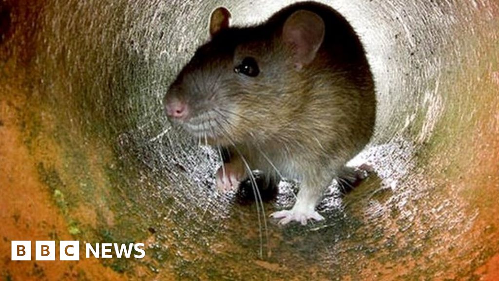 Ysgol y Parchedig Thomas Ellis shuts after rat spotted - BBC News