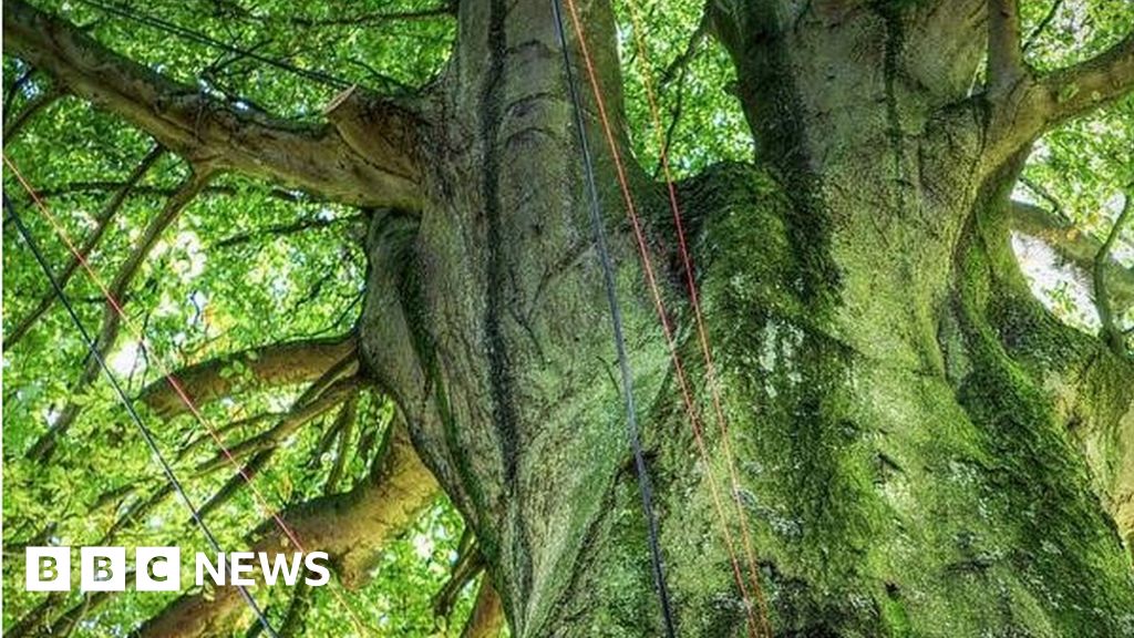 Bristol tree project: Lack of falling nuts upsets musical plan - BBC News